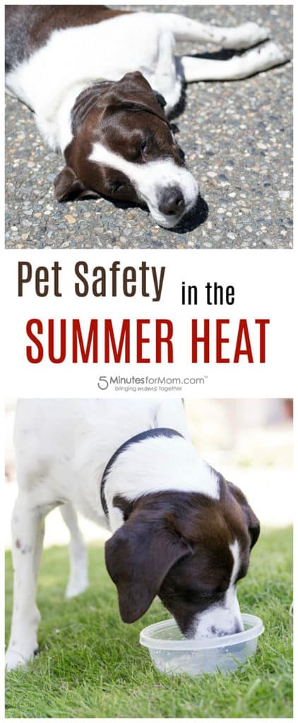 How to Keep Your Pets Healthy During the Dog Days of Summer - 5 Minutes ...