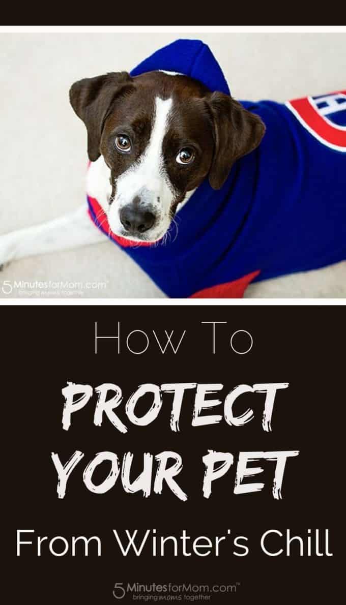 How To Protect Your Pet from Winter's Chill