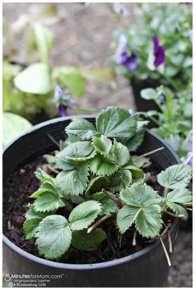 How To Make An Edible Miniature Garden - DIY Mother's Day Gift Idea