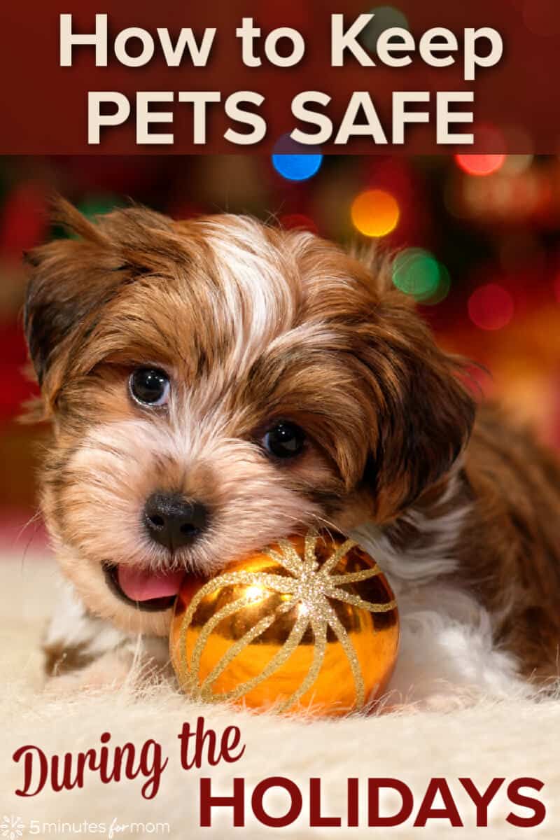 How to Keep Pets Safe During the Holidays - 5 Minutes for Mom